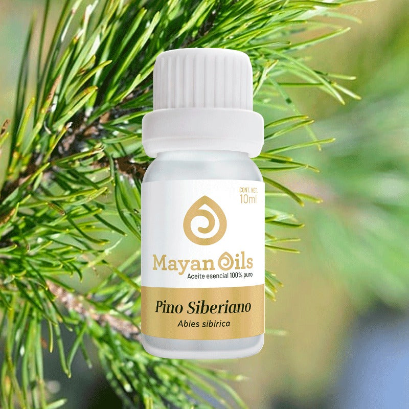 Siberian Fir – Mayan Oils