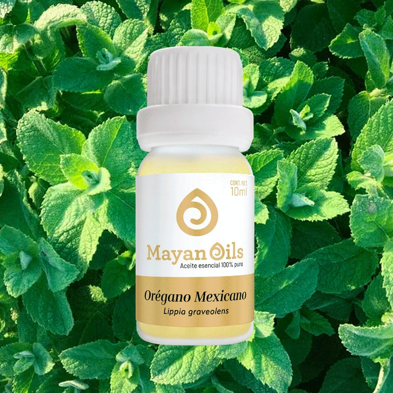 Mexican oregano – Mayan Oils